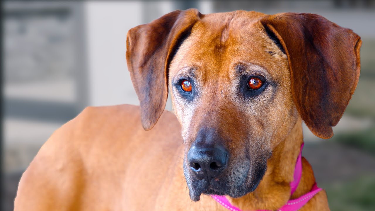 Senior Spotlight - Pets of the Week! - YouTube