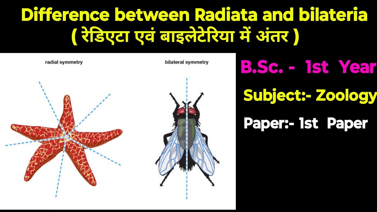 Difference between Radiata and bilateria रेडिएटा एवं बाइलेटेरिया ...