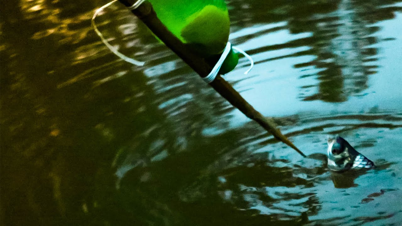 Bamboo Fishing Pole || Absolutely Amazing Fishing Videos || Village ...