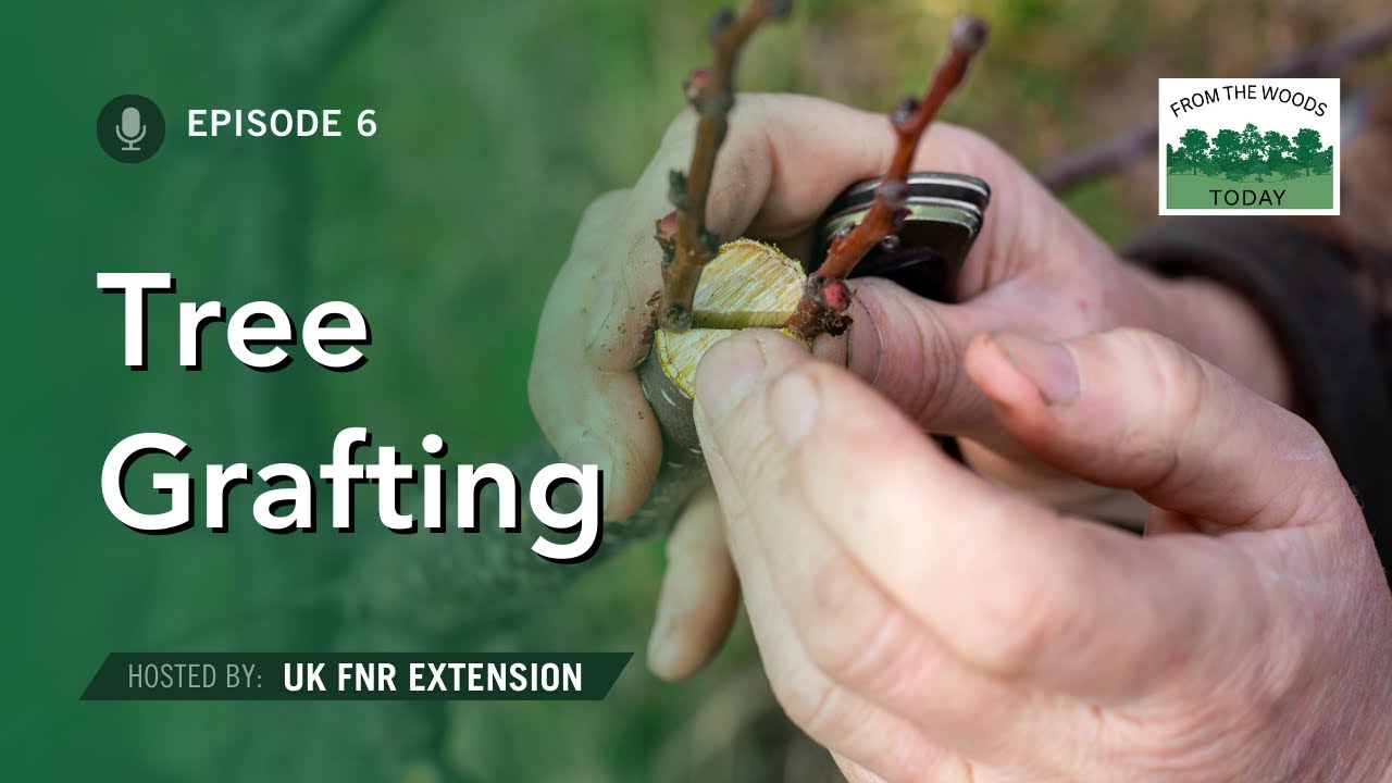 Tree Grafting - From The Woods Today - Episode 6 - YouTube