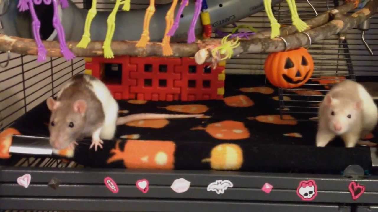 The Ratties First Halloween - YouTube