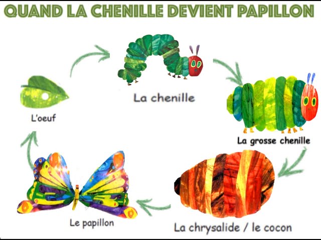 Le Cycle De Vie Des Papillons Pour Les Enfants