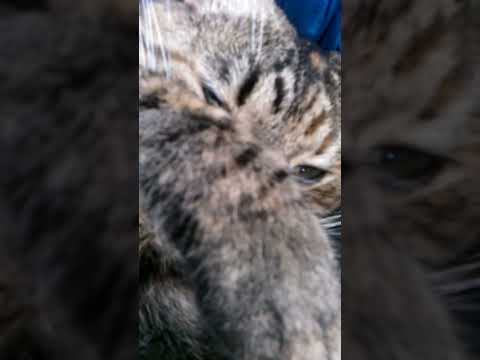 My cat Vega relaxing :) - YouTube