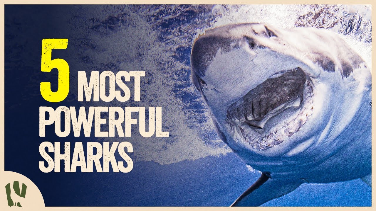 OCEAN’S ULTIMATE PREDATORS - 5 MOST POWERFUL SHARKS - YouTube