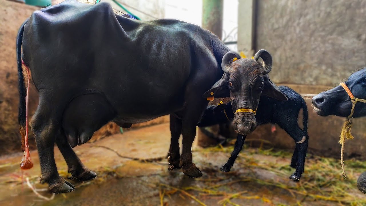 4k Buffalo Giving Birth To Female Calf - Calf Born | Successful Buffalo ...