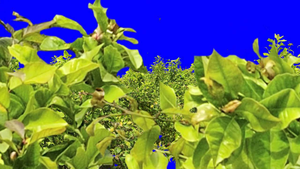flying over the lemon trees in blue screen free stock footage - YouTube