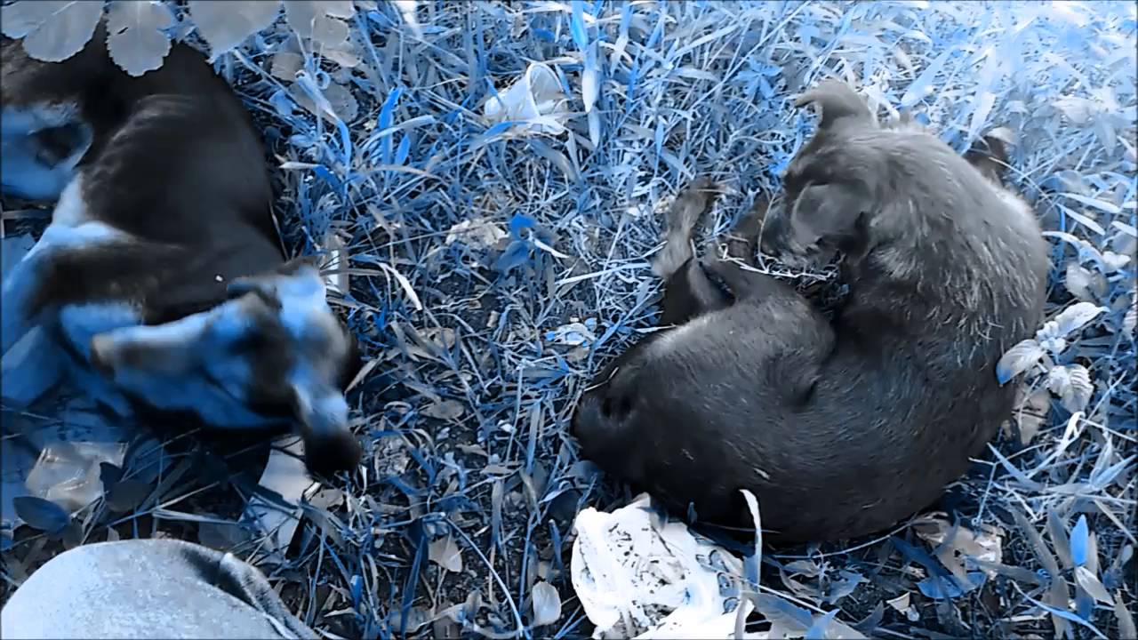 VivazDay #2 - Pista dos Dogs - YouTube