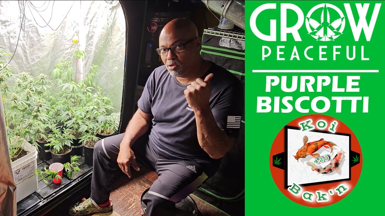Growpeaceful Autoflower | Season 2 Ep 5 | Purple Biscotti - YouTube