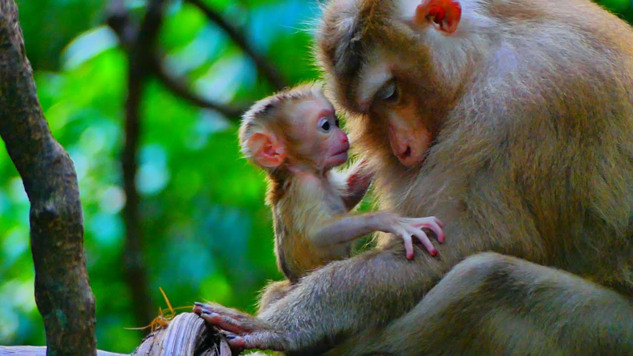 Mom Rose so tired, Baby Robin look his mom and wonder while Rose sleep ...