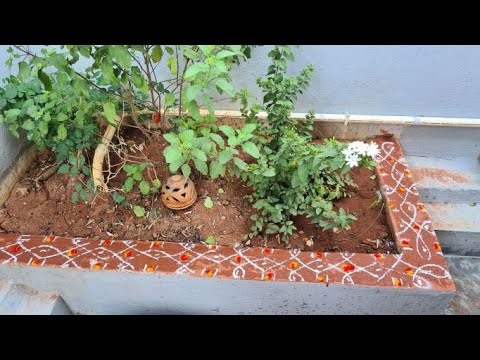 Kolam simple Muggulu for Tulasi Chettu | Simple Kolam Muggulu with Jaju ...