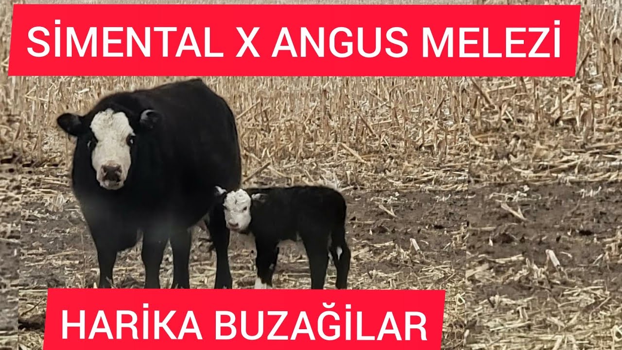 SİMENTAL ANGUS MELEZLERİ #angus #simental - YouTube