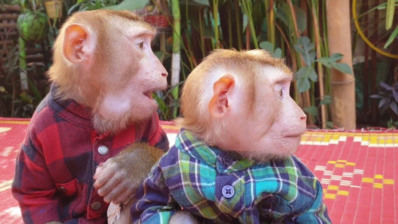 Most cutest Koko and Yoko enjoy eating fruits /Koko&Yoko Official - YouTube