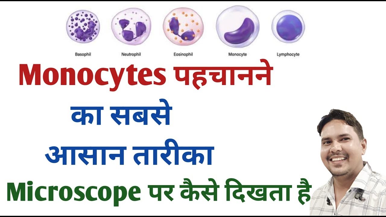 monocytes in hindi I monocytes identification I monocytes normal range ...