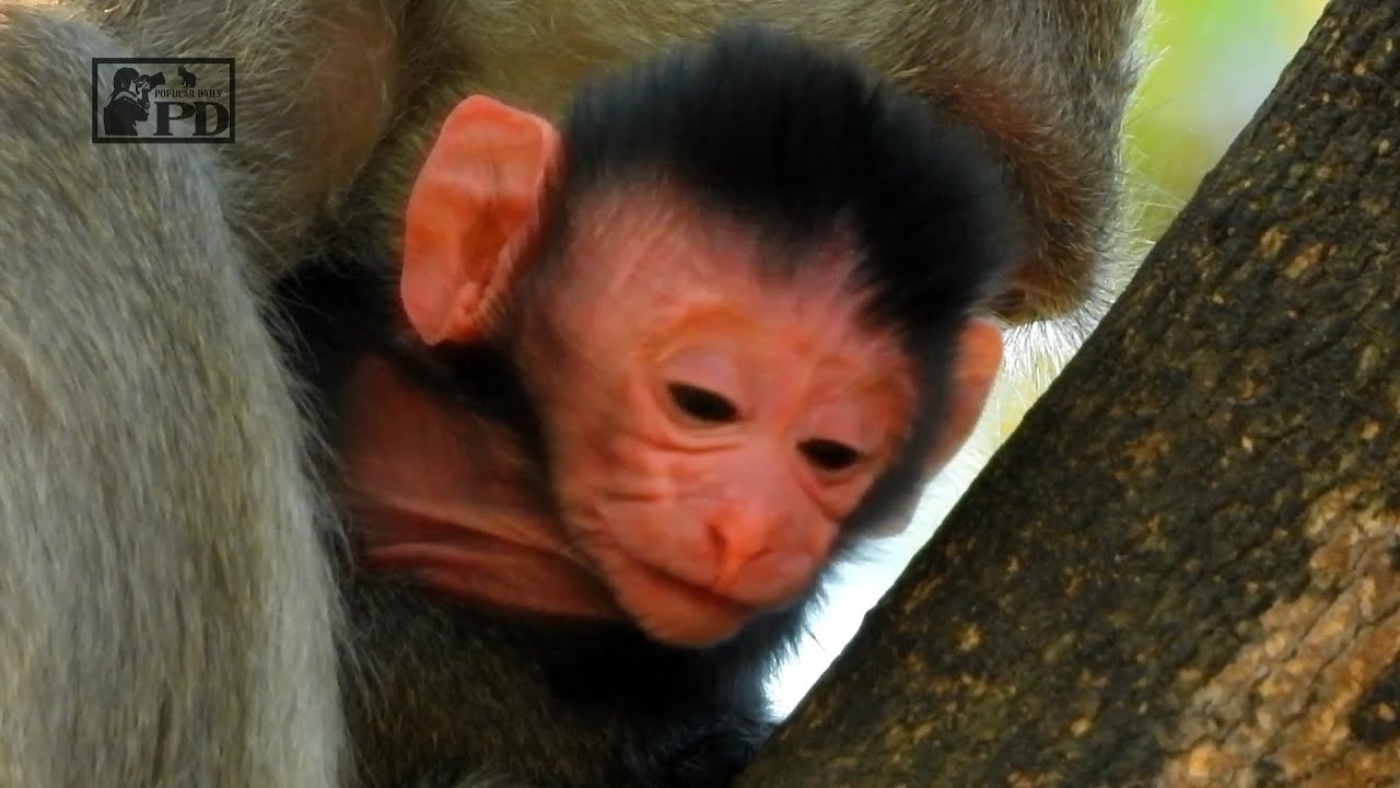 Congrats Young Mom Of Cyclops Group Give Birth Newborn Successfully ...