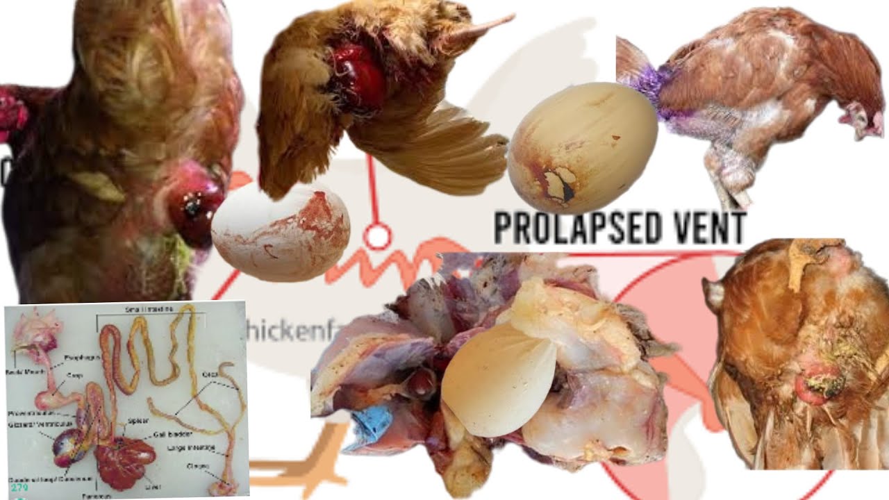 Causes of prolapse in chicken, treatment and prevention using herbal or ...