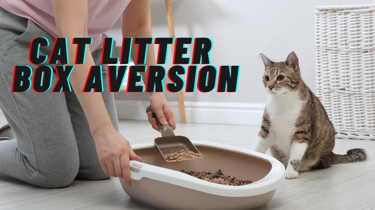 How to deal with cat litter box aversion - YouTube