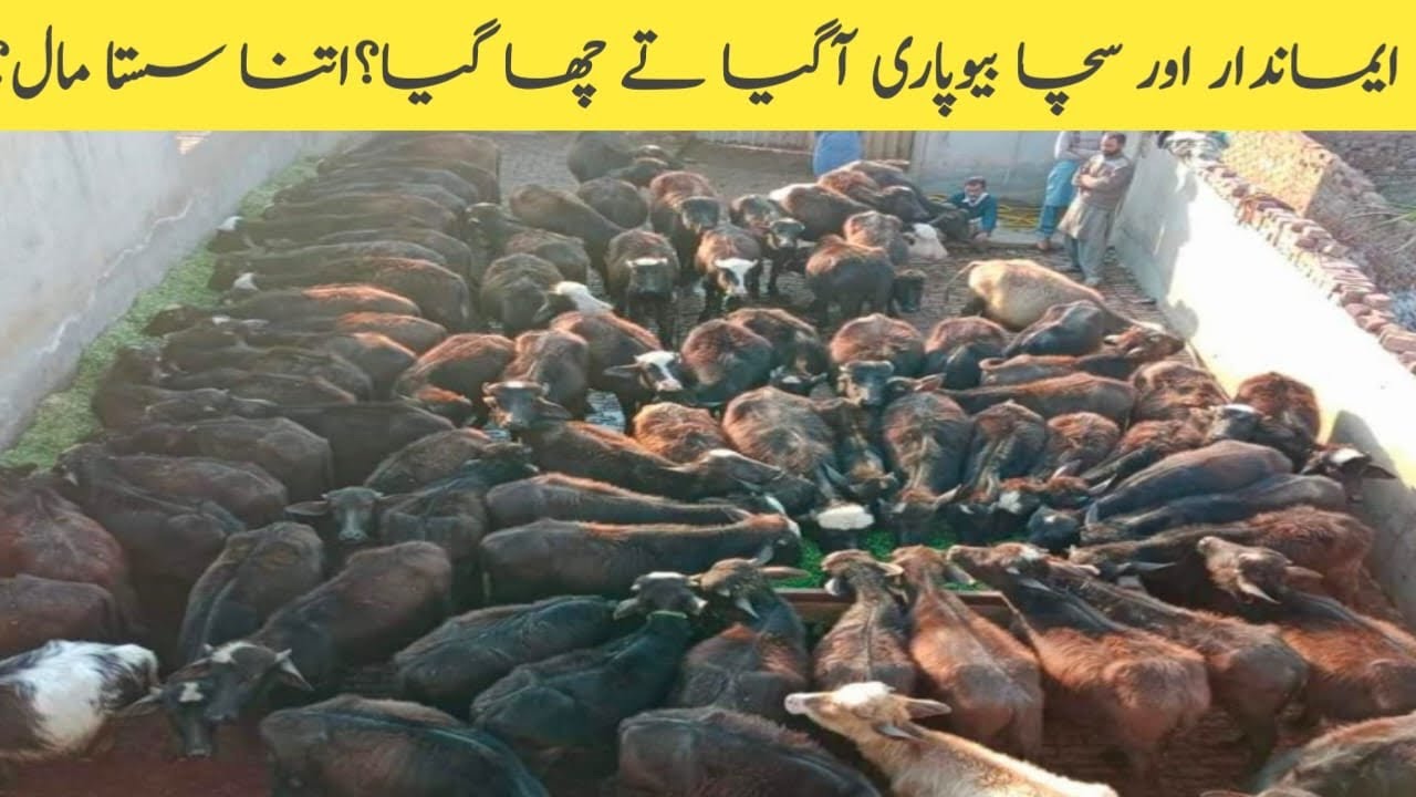 Top Quialty Katta Farming||Luden Katta and katti Farming ...