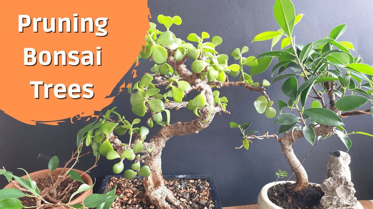 Pruning My Indoor Bonsai Trees! - YouTube