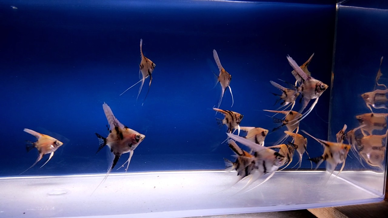 Red Marble Angelfish - YouTube