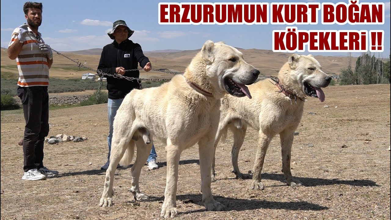 KURT KELLESİ VE KURT POSTU İLE TEST ETTİK !! ERZURUM TEKMANIN KURT ...