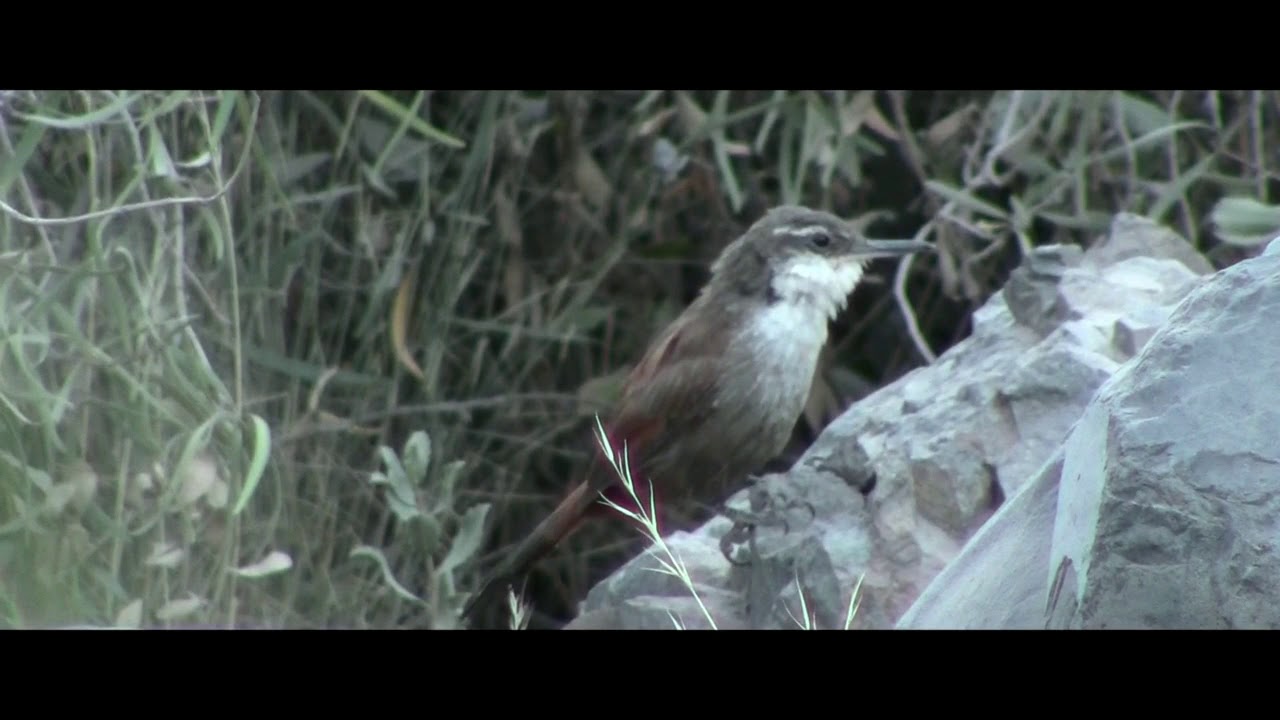 Chiricoca / Crag chilia / (Ochetorhynchus melanurus) - YouTube