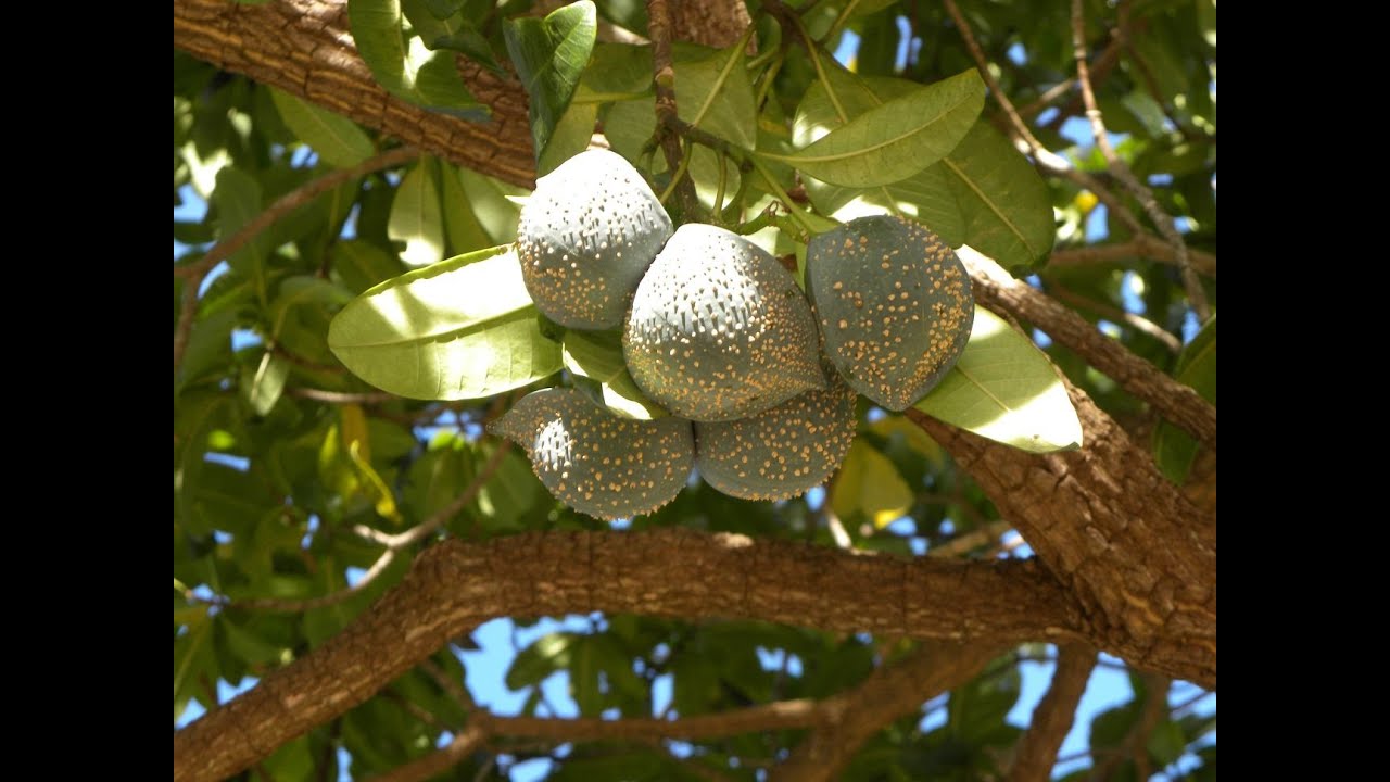 Fruta sapo (Tabernaemontana elegans) - YouTube