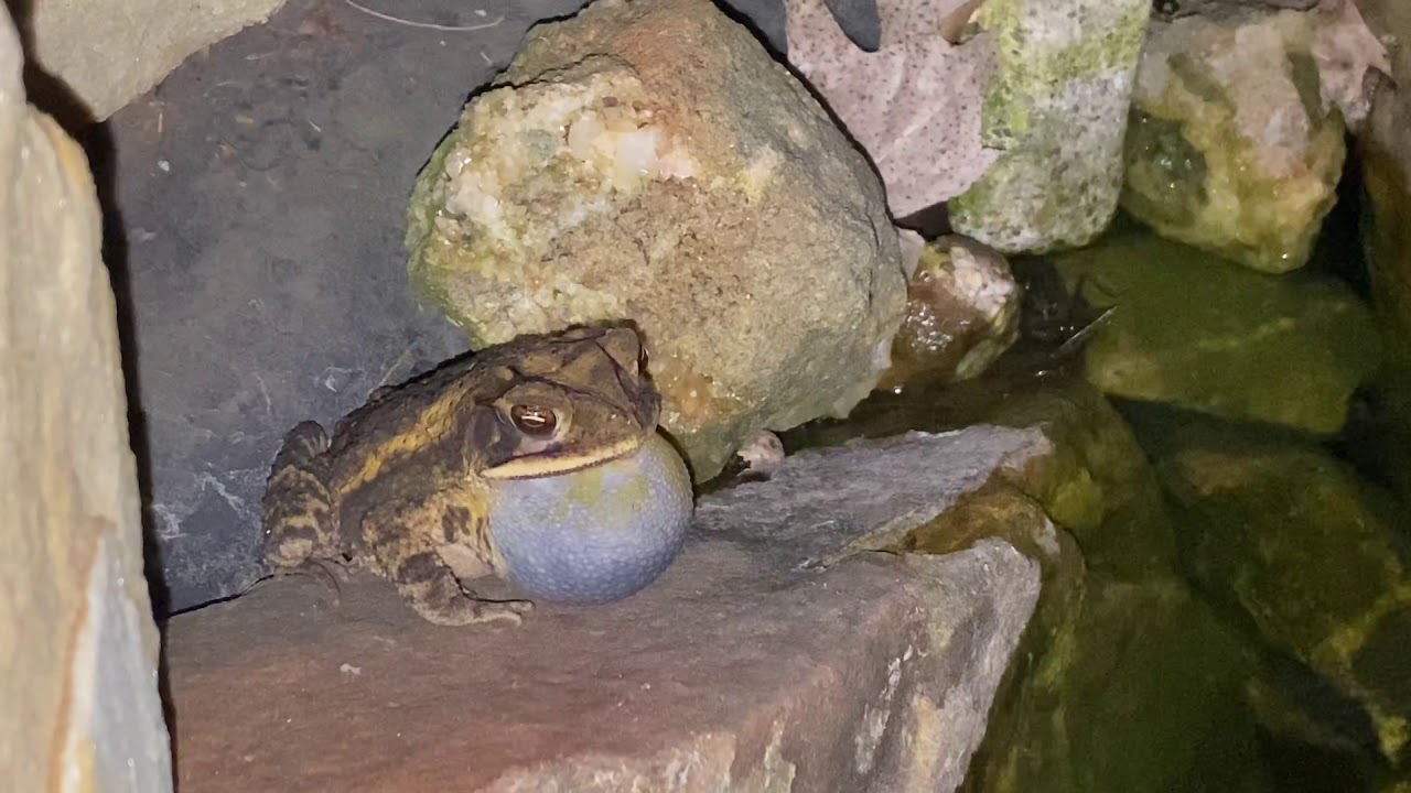 200603 Toad Croaking - YouTube