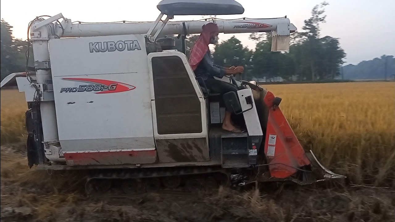 Bangladeshi🇧🇩 //Dhan katar masin | Brahmanbaria kasba - YouTube