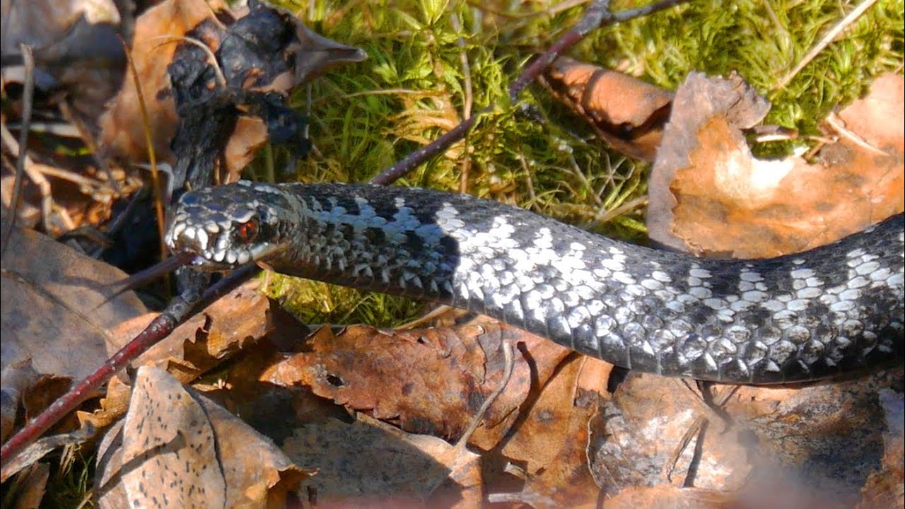 The Only Venomous Snake in Finland - YouTube
