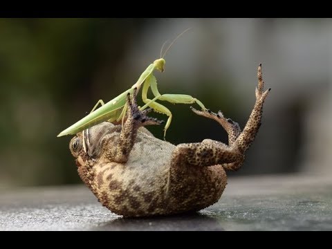 Gruesome but Amazing Praying Mantis Attack Compilation - YouTube