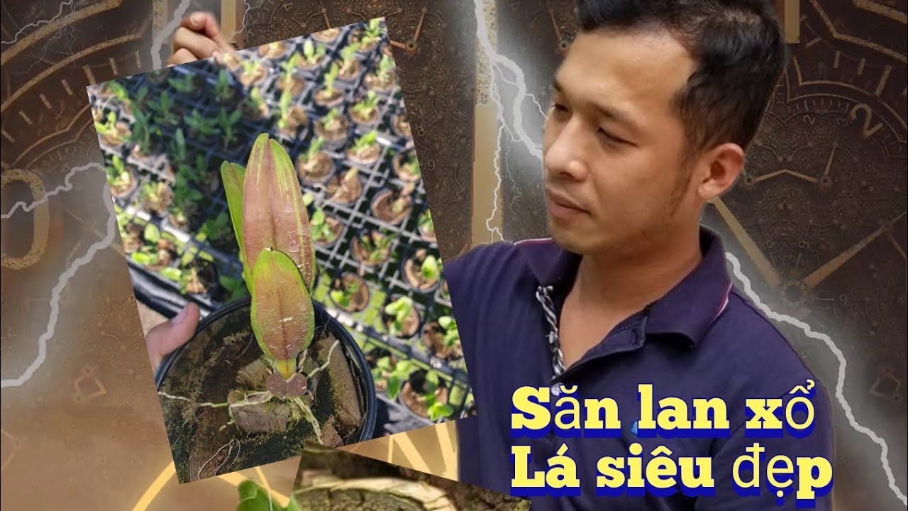 Săn xổ - denro chóp đột biến - YouTube
