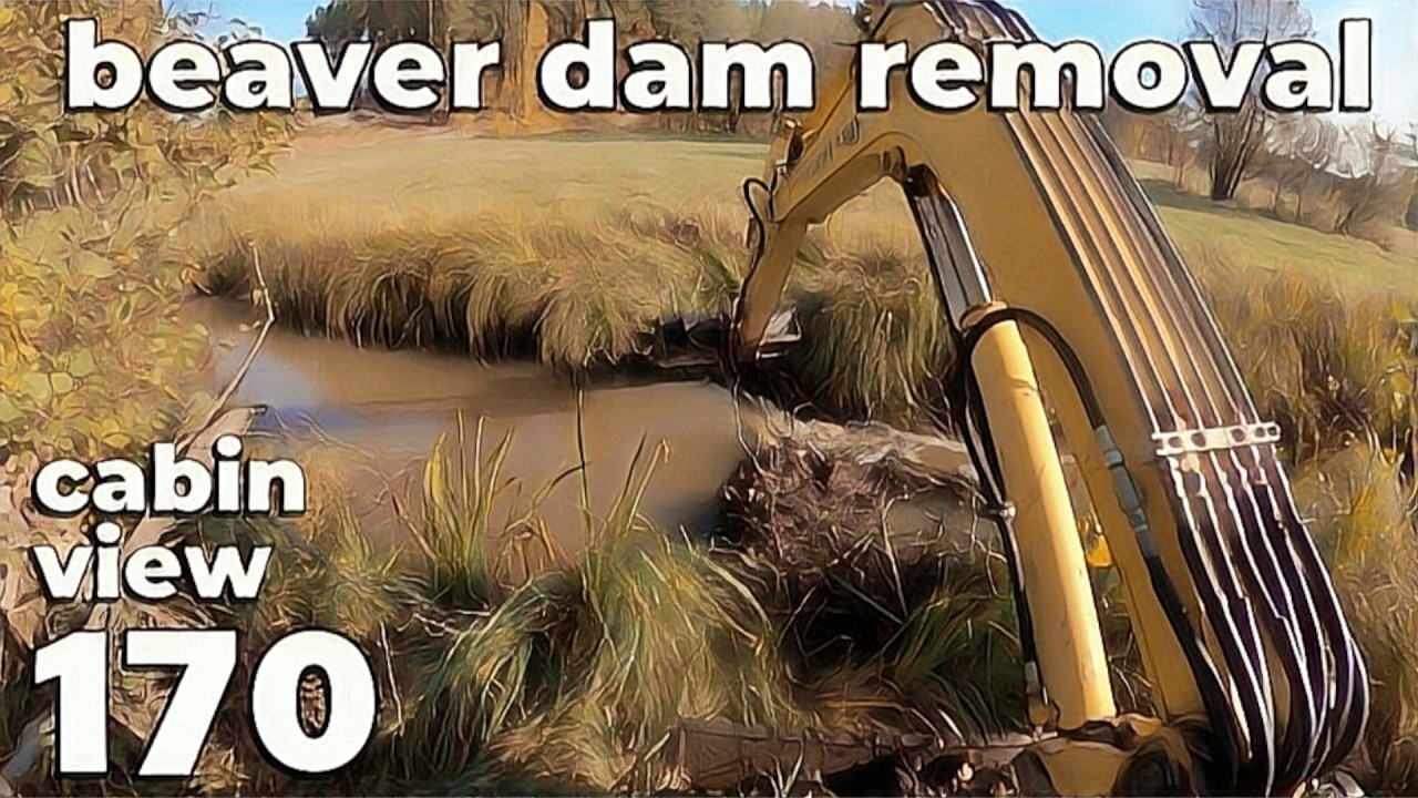 So Much Silt From These Two Beaver Dams - Beaver Dam Removal With ...