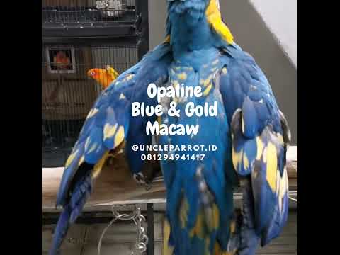 Opaline Blue & Gold Macaw Mutation VERY RARE!!!! - YouTube