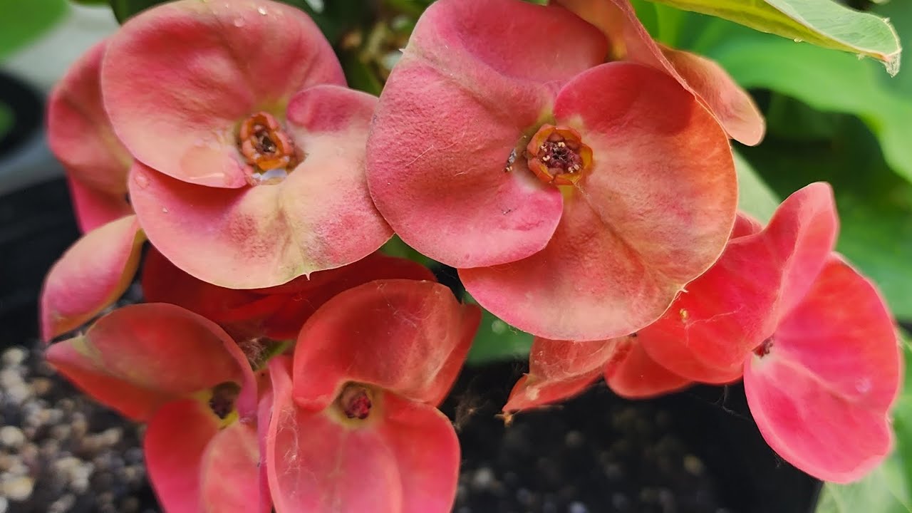 Crown of Thorns Zone 9 - YouTube