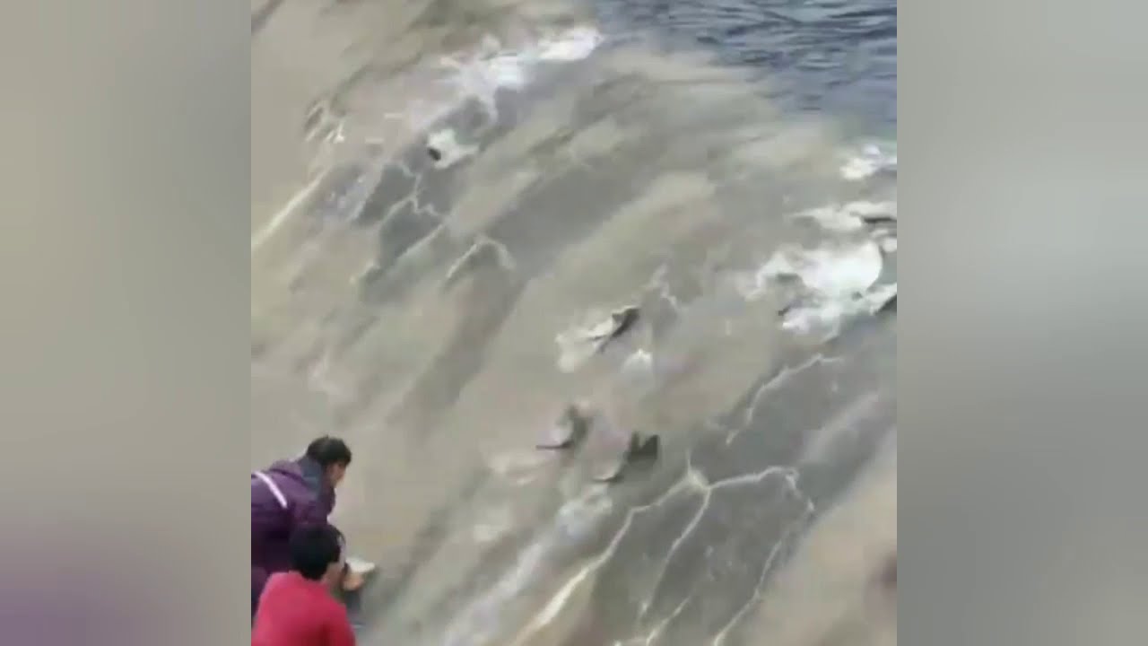 Amazing video | Overflowing water with fishes - YouTube