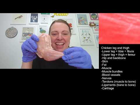 Chicken leg and thigh dissection - YouTube