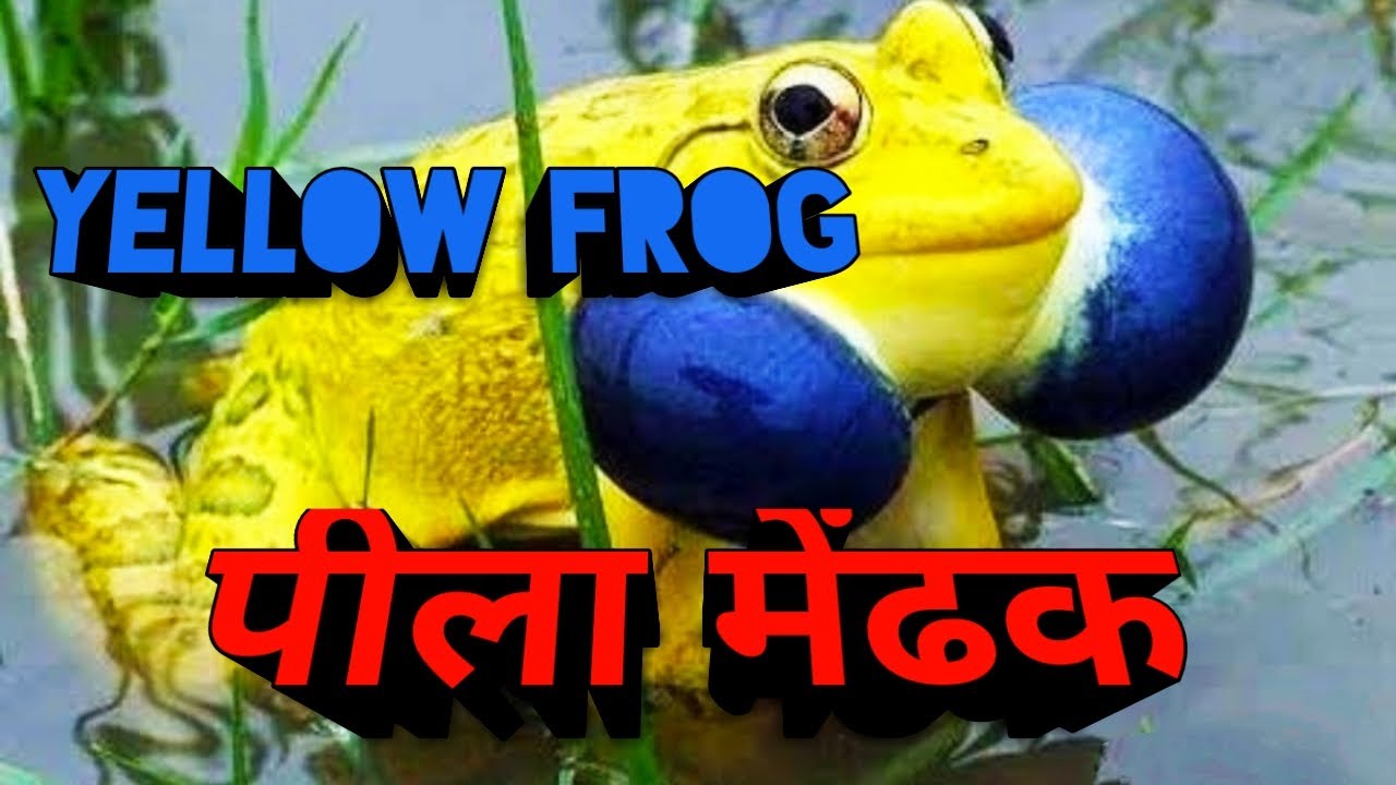 YELLOW FROG | पीला मेंढक | दुर्लभ प्रजाति के पीले मेंढक | Indian ...