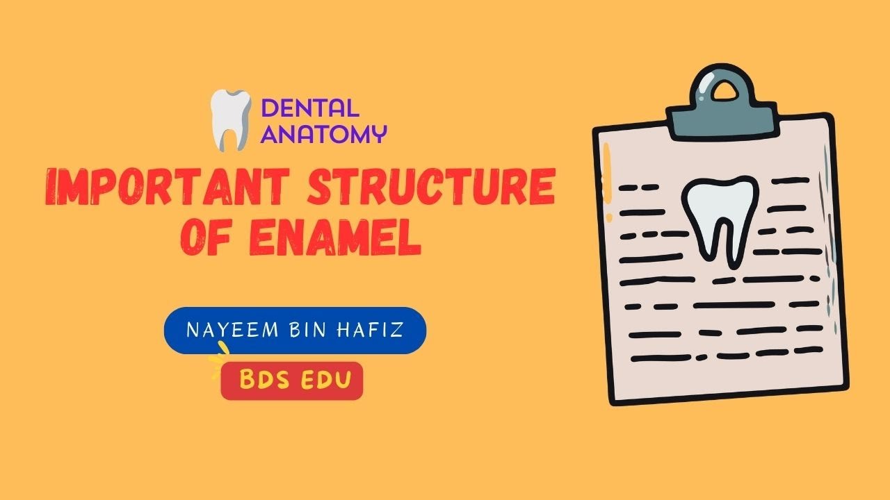 Important Structure of Enamel (Enamel rods)| Dental Anatomy | Nayeem ...