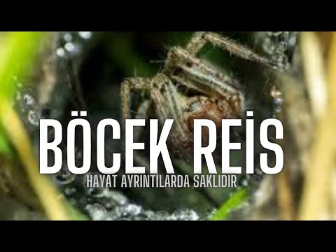 Arı  Avlamış Huni Örümceği #BöcekReis (Agelena labyrinthica)