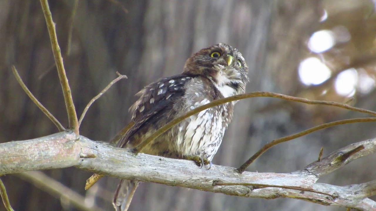 Chuncho (Glaucidium nanum), Vocalizando. (Aves de Chile) - YouTube
