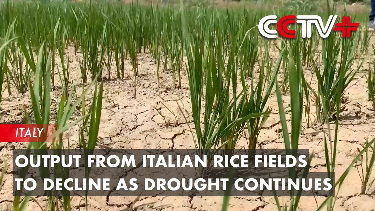 Output from Italian Rice Fields to Decline As Drought Continues - YouTube