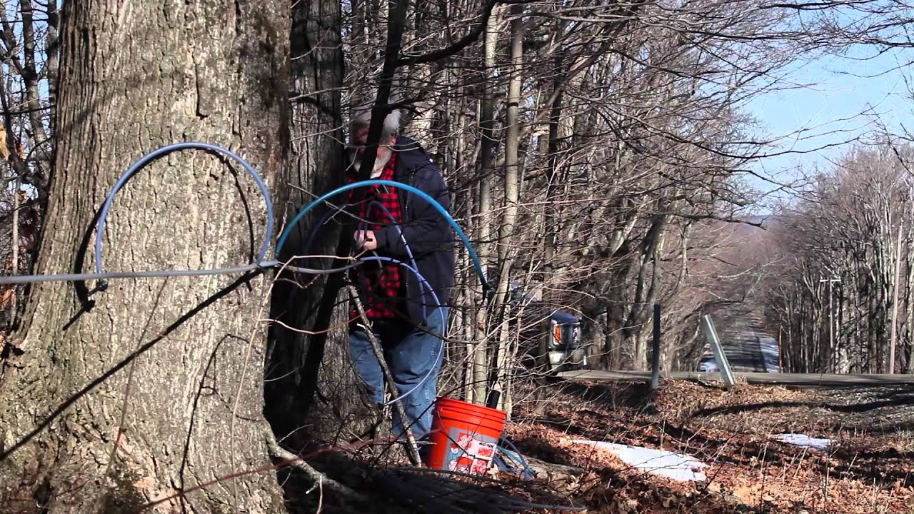 Western Mass. Maple Syrup warm winter 2016 - YouTube