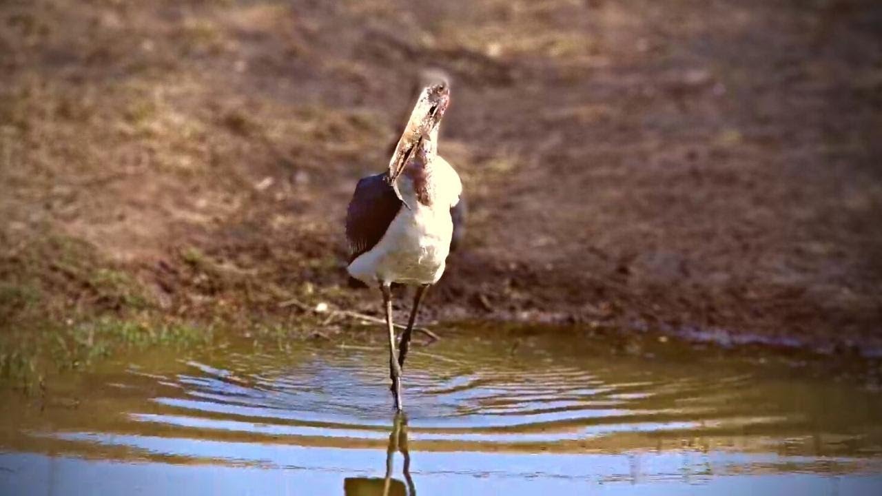 Marabou Stork Eats A Catfish - YouTube