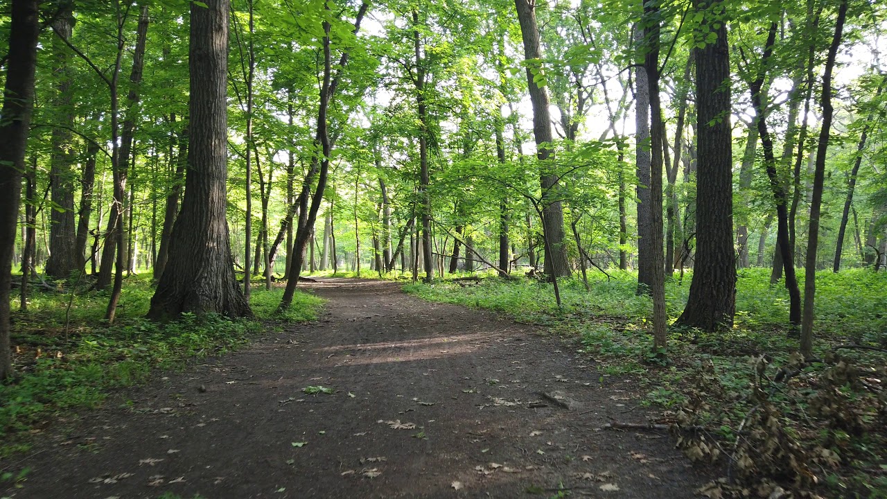 Relaxing walk in the woods - YouTube