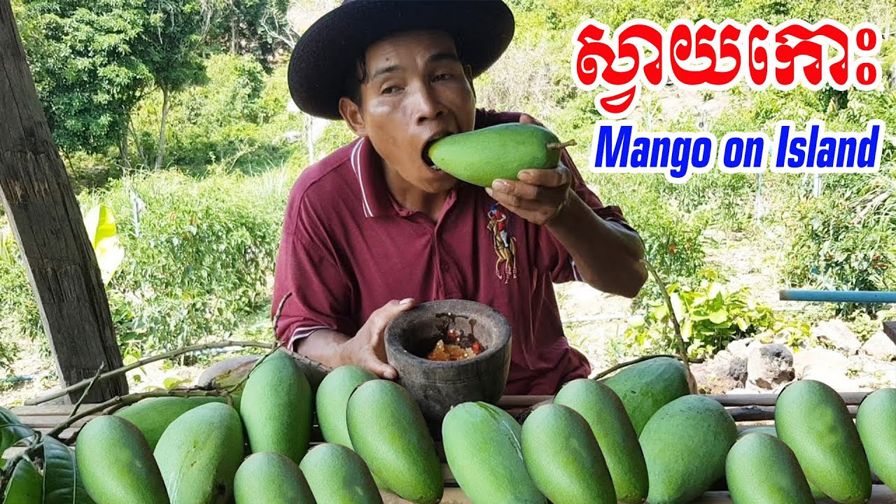 ស្វាយនៅកោះមួយដើមផ្លែធំណាស់ How to Keep clams and So Sweet Mango on the ...