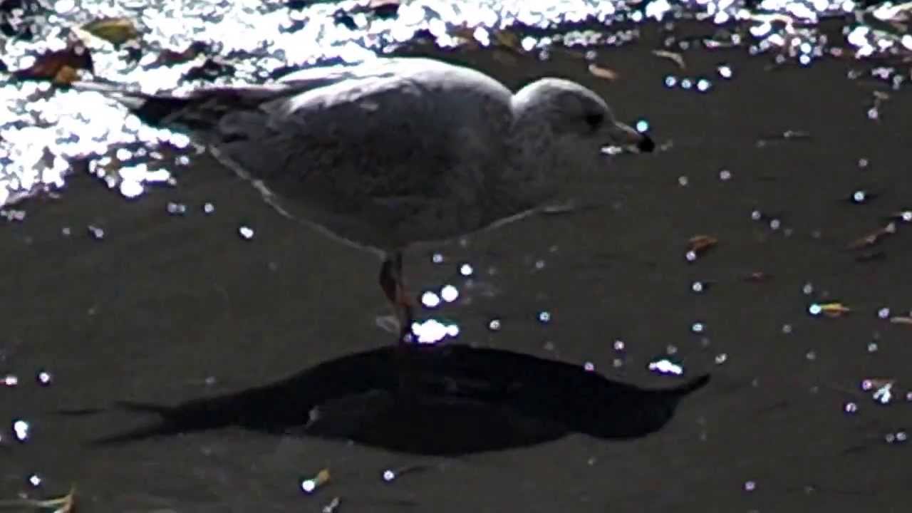Seagull Tap Dancing in Montréal - YouTube