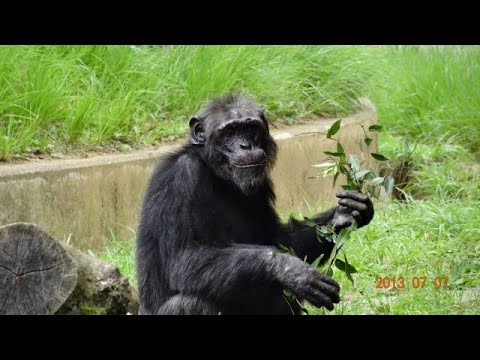 JULY 2013 Tama zoo chimps, Bamboo - YouTube