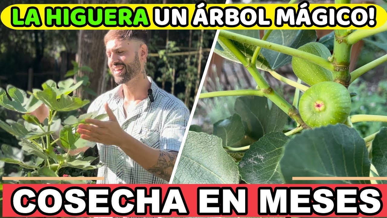 Los Secretos del HIGO: Fruto Valioso y FÁCIL de Cultivar en Casa! - YouTube
