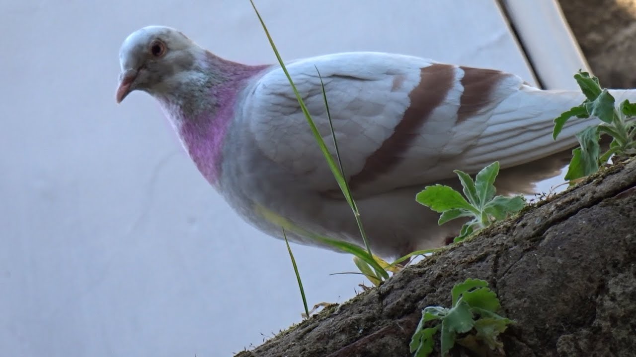 Coffee & Cream Pigeon Movie - YouTube