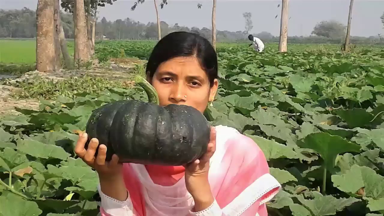 Healthy Village Food | Delicious Pumpkin Sabji Recipe | Mater Tatka ...